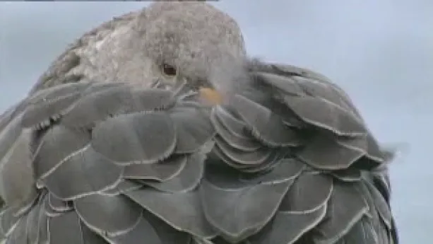Warm- en koudbloedige dieren | Schooltv